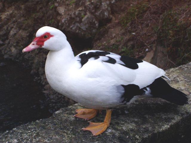 Mundo animal: Mundo animal: Patos