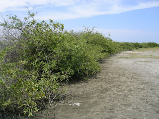 AVITURISMO EN PIURA: MANGLARES DE SAN PEDRO DE VICE-SECHURA