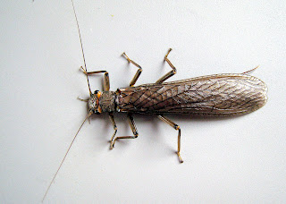 from the Tennessee Plateau: Big Scary Night Bugs