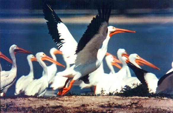 Travel India Tourism and India Tour Packages: Telineelapuram ...