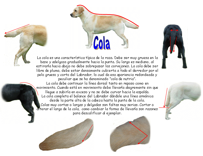 BIENVENIDOS: PAGINA 3 EL ESTANDAR DEL LABRADOR