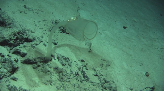 The Museum of SuperNatural History™: To Paraphrase Dr. Seuss: "One Fish ...