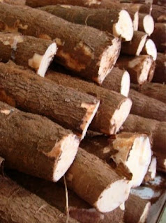 La mandioca news: La mandioca es una tradicion