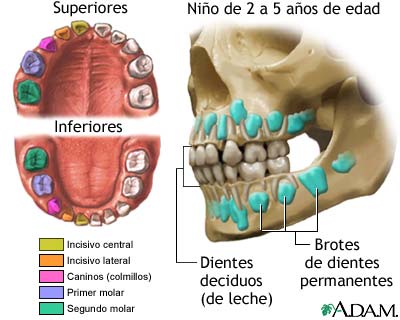 Apuntes de OD10: Denticion Primaria