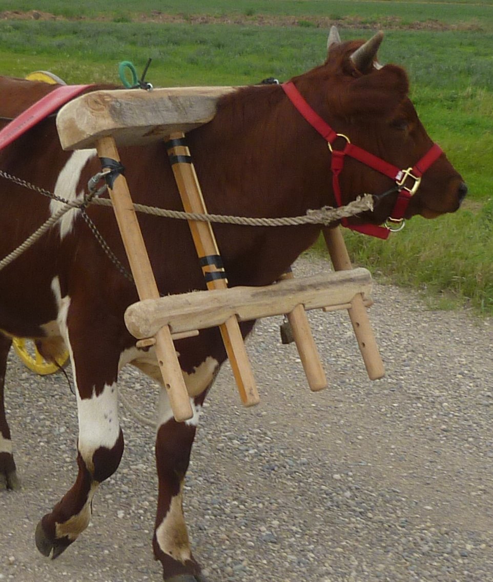 storybrookeripples: ox and dog blog: How to Make an Ox Yoke/Collar ...