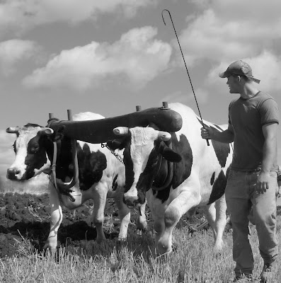 storybrookeripples: ox and dog blog: Ostby's Oxen Pum and Kin Plowing ...