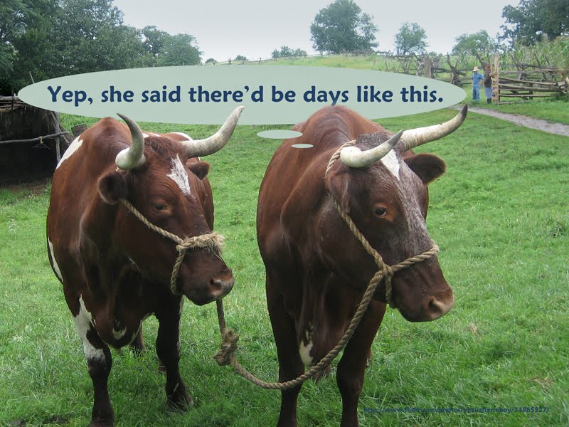 storybrookeripples: ox and dog blog: Oxen Team in Training