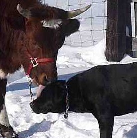 storybrookeripples: ox and dog blog: Interspecies Behavior: Grooming ...