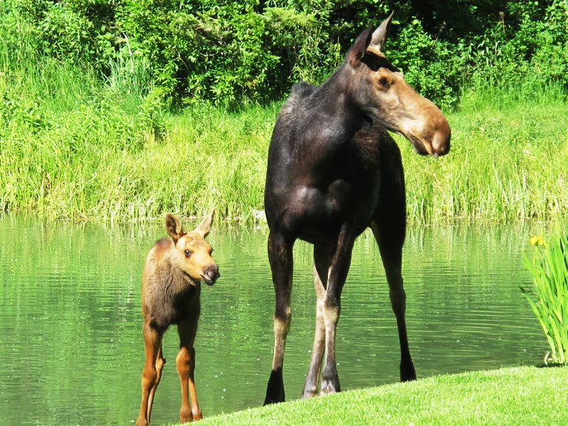 Blog - And then.....: Obligatory Summer Moose Pics - Anne Muller ...