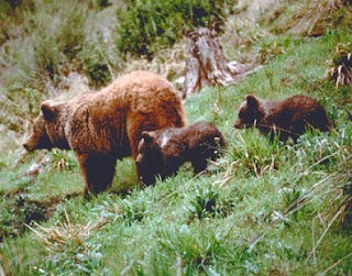 FLORA ii FAUNA: L'ós bru, un animal de pelatge preciós