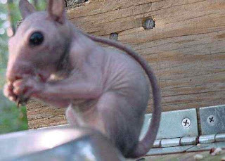 Blog do Heitor: Os animais mais feios do mundo