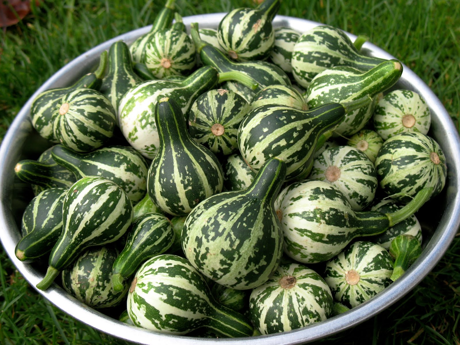 Niki Jabbour - The Year Round Veggie Gardener: March 2010