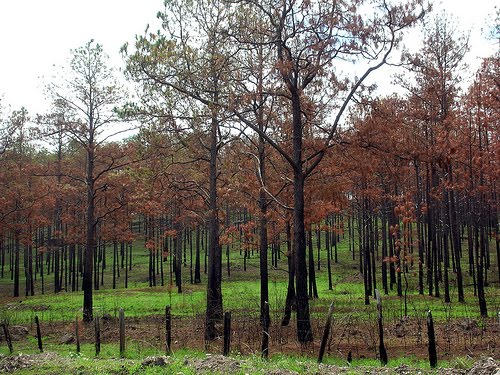 Mi Querida Honduras: Honduras - Arbol Nacional