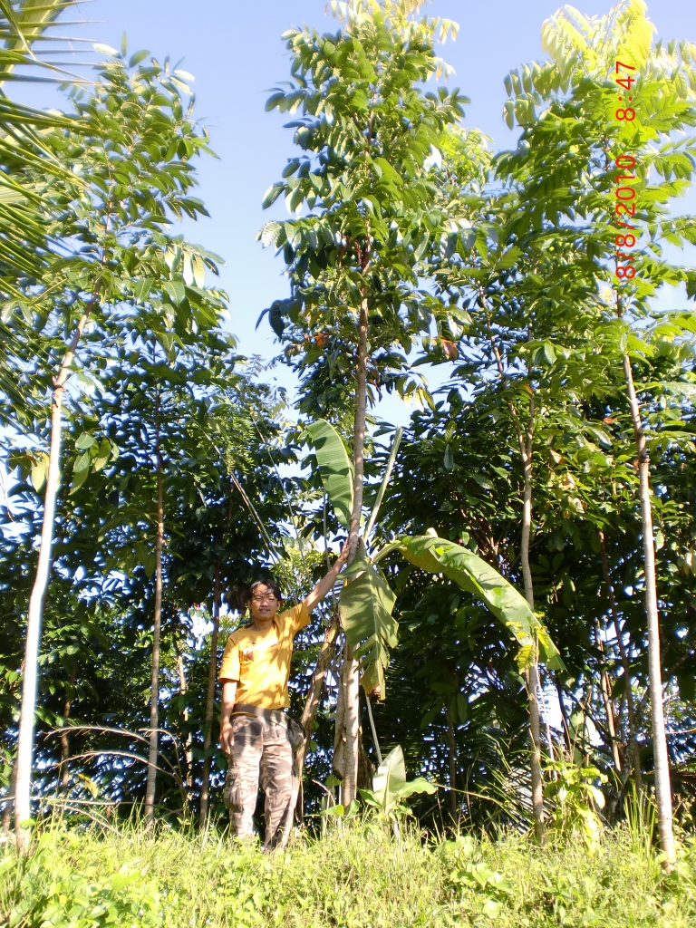 tanaman jabon dan mahoni