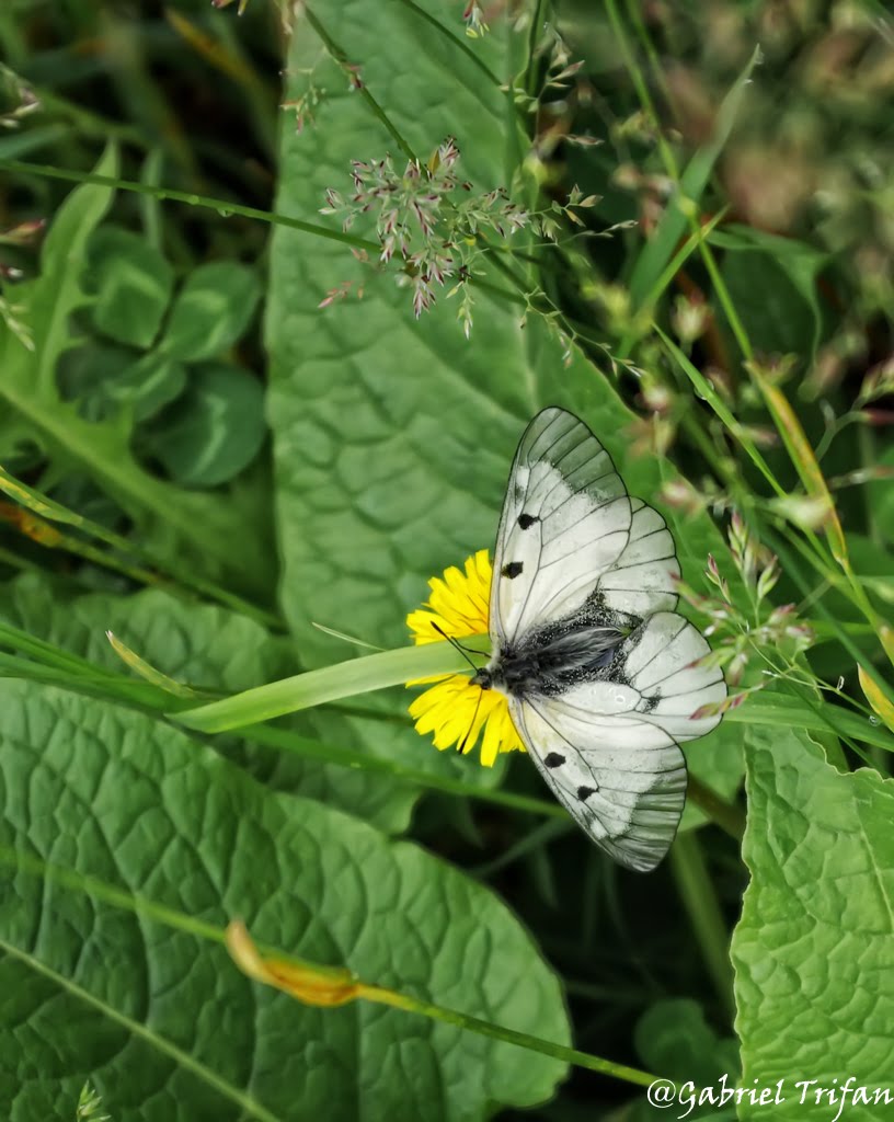 Wanna see what i just saw