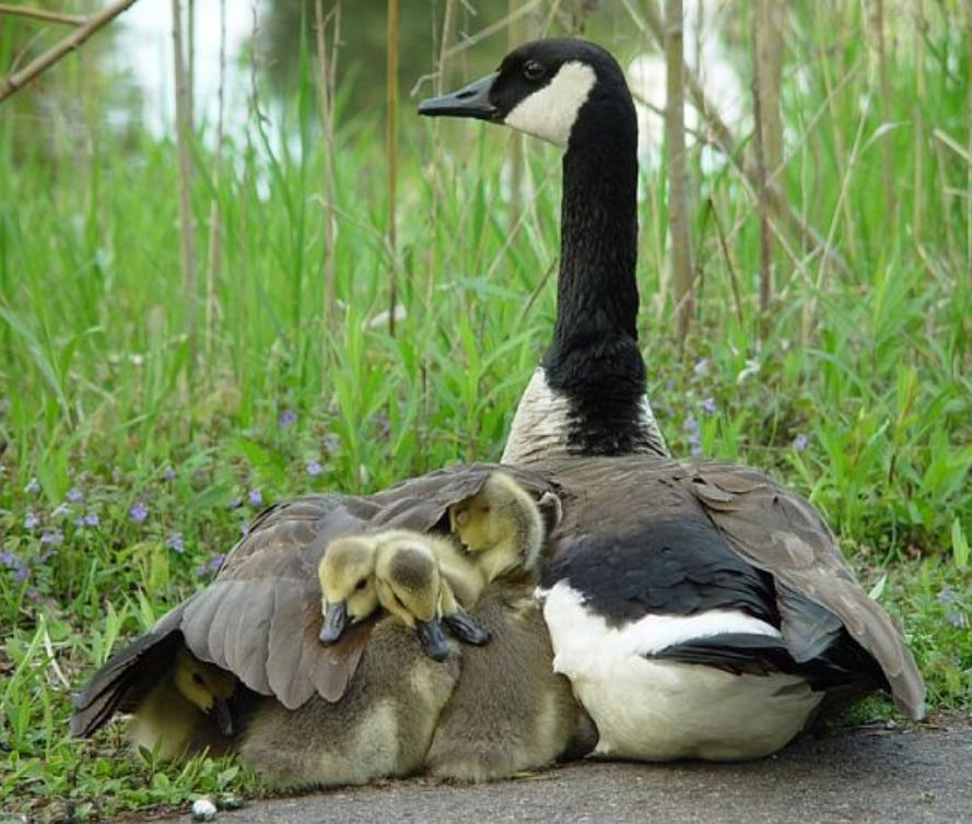 En casa de Tía Gretel: Jueves Faunáticos Nº 3 - EL PATO