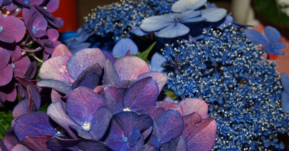 Florez Nursery: 222 true blue Aussie