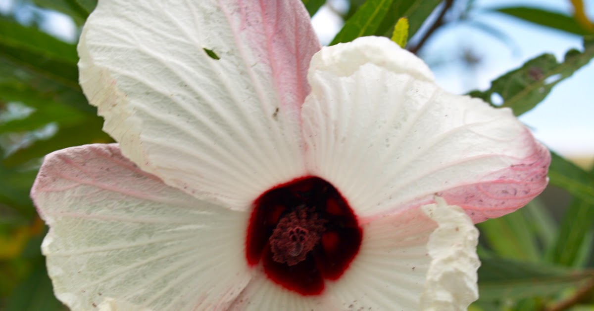 Florez Nursery: 2 Native Hibiscus