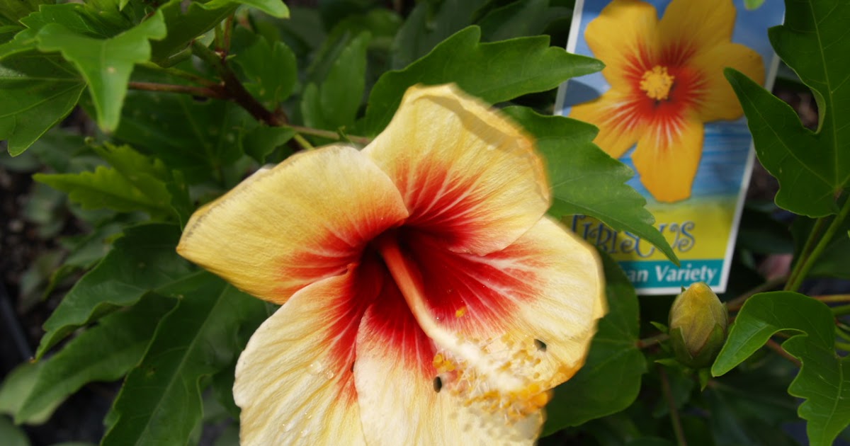 Florez Nursery: Hibiscus rosa-sinensis 'Cuban Variety'