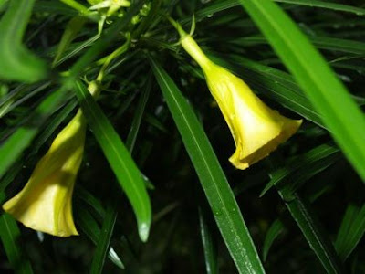 Florez Nursery: Thevetia peruviana Be-still Tree