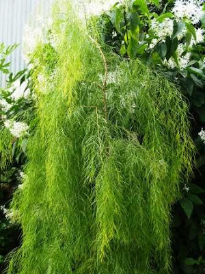 Florez Nursery: Acacia cognata 'Lime Magik'