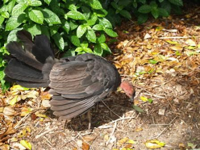 Florez Nursery: The Bush Turkey
