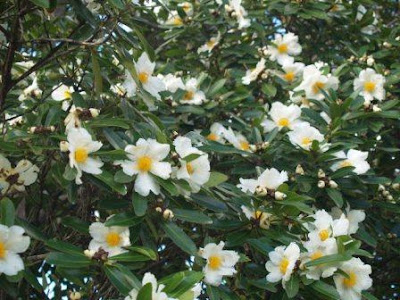 Florez Nursery: Gordonia axillaris