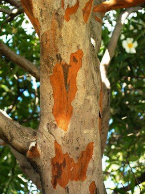 Florez Nursery: Gordonia axillaris