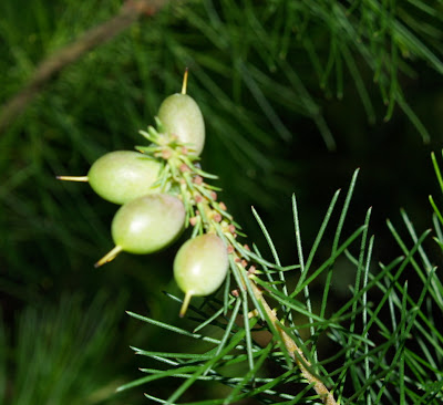 Florez Nursery: Pine Leaf Geebung, Persoonia pinifolia