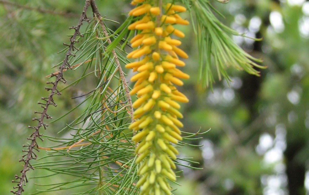 Florez Nursery: Pine Leaf Geebung, Persoonia pinifolia