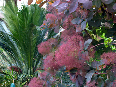 Florez Nursery: Cotinus coggyria, Smoke Bush