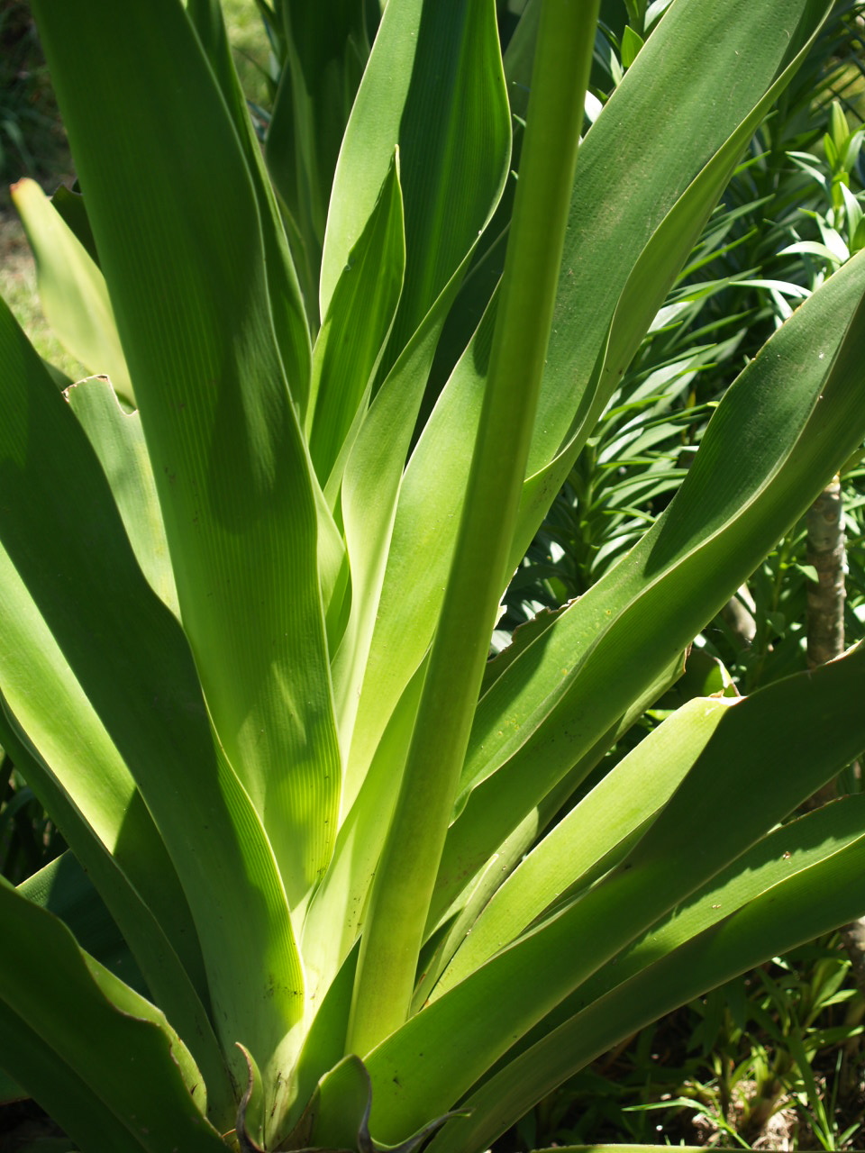 Florez Nursery: Crinum pedunculatum, Native Swamp Lily