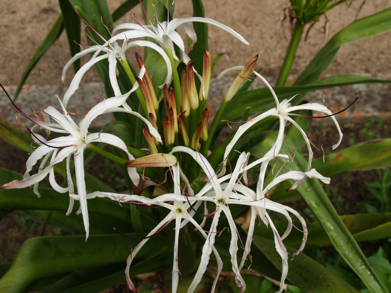 Florez Nursery: Crinum pedunculatum, Native Swamp Lily