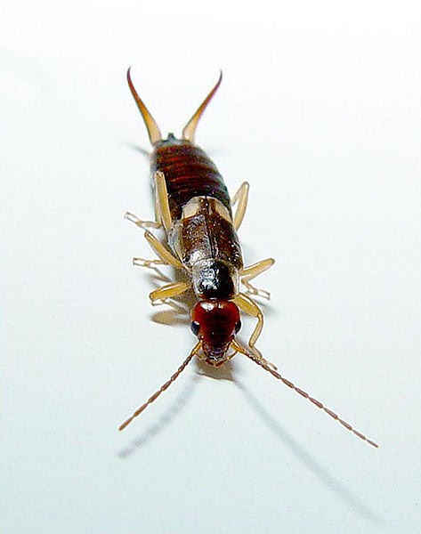 Florez Nursery: European Earwig