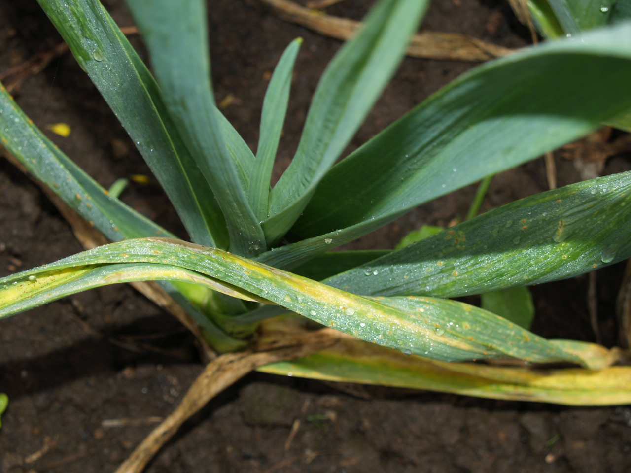 Florez Nursery: Onion Thrips