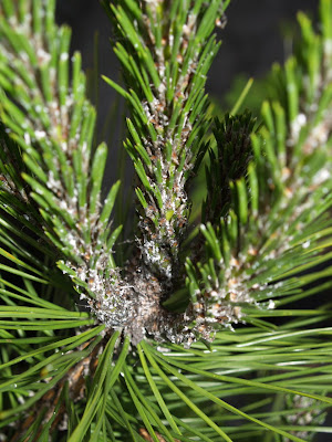 Florez Nursery: Pine Tree Pest, Pine Adelgid insect
