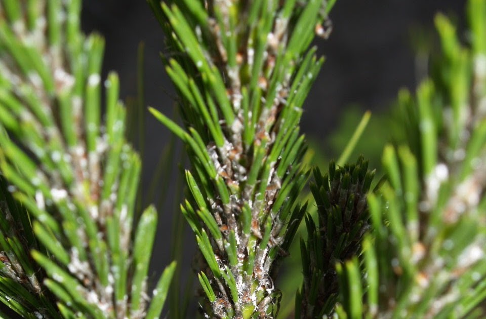 Florez Nursery: Pine Tree Pest, Pine Adelgid insect