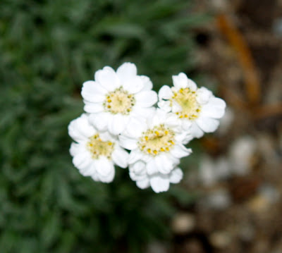 Florez Nursery: Achillea ageratifolia: Greek Yarrow