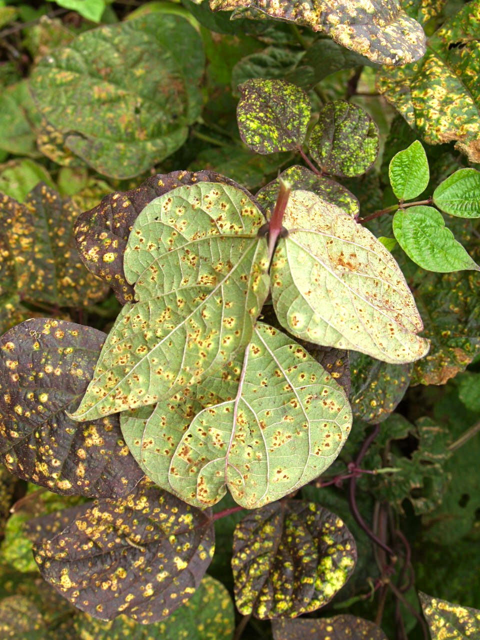 Plant Rust
