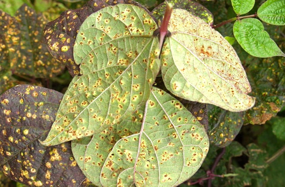 Florez Nursery: Plant pathology:Bean rust, Uromyces appendiculatus