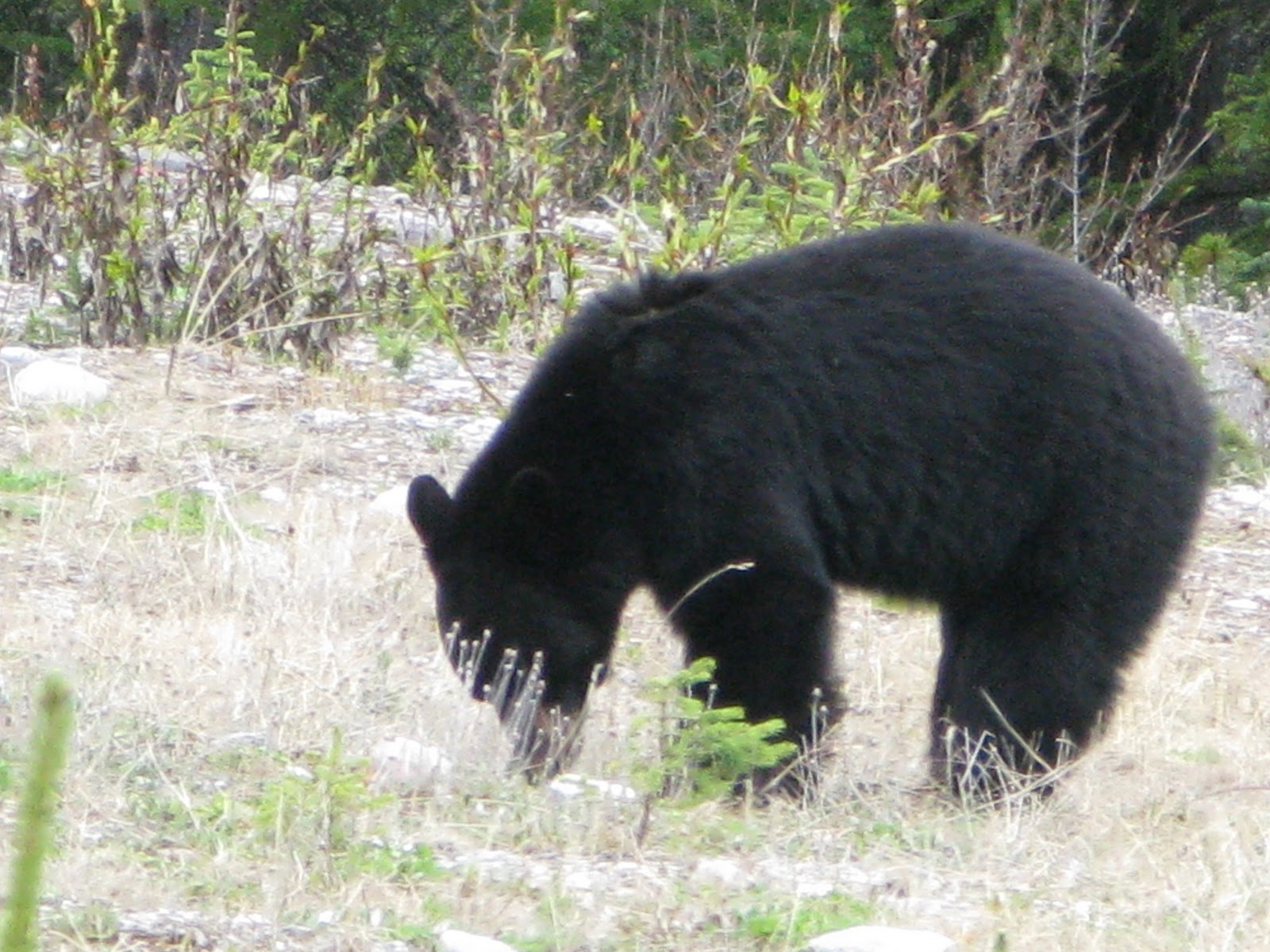 Life is a journey: Wild lives in the Canadian Rockies