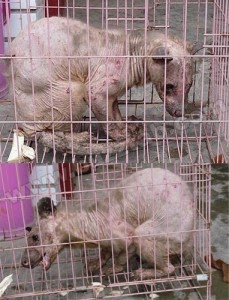 ÚLTIMAS NOTICIAS: Yeti Oriental capturado en China