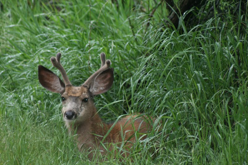 Photography of Ralph Fuchs of St. Albert, Alberta: Wildlife