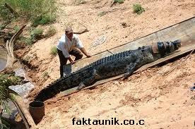 VENOM97: 10 Fakta Unik Tentang Buaya