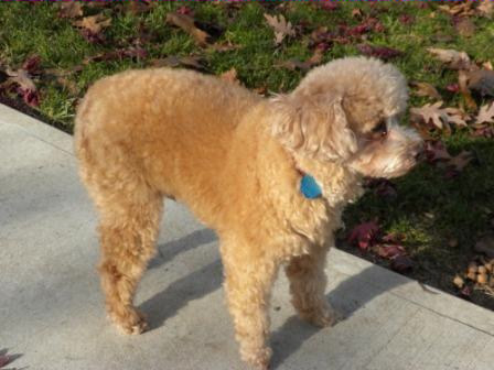 Maine Poodle Rescue