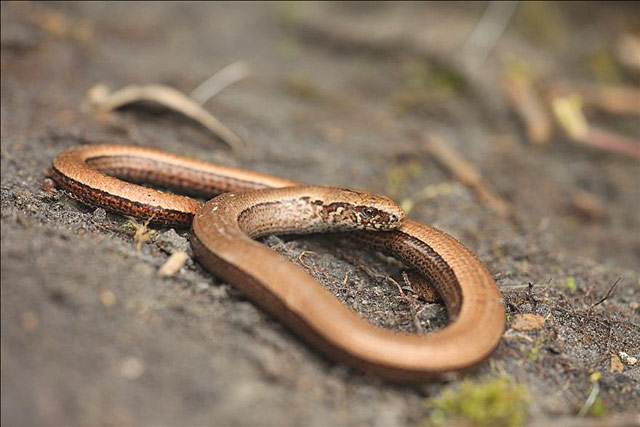 New Hythe Wildlife Blog