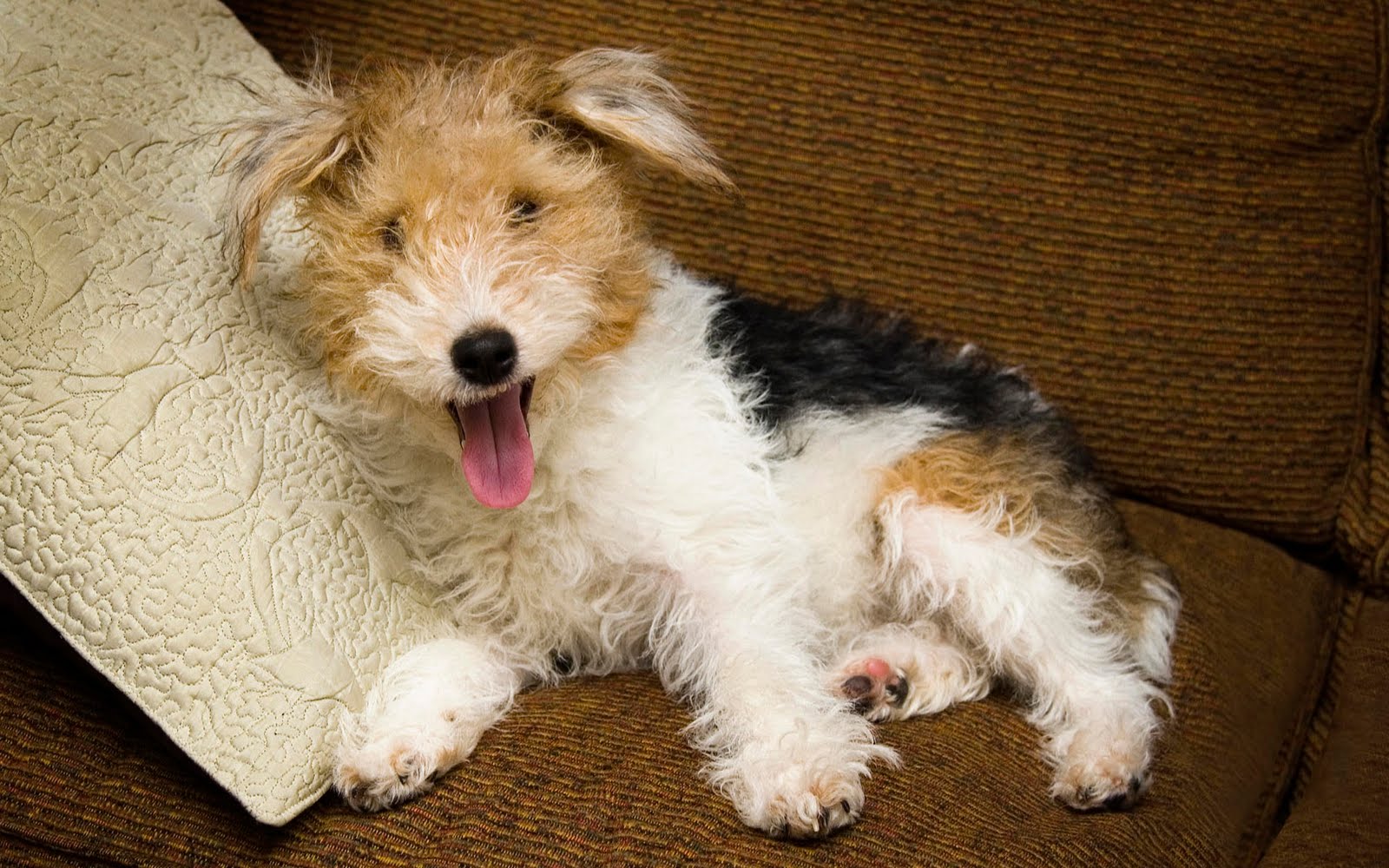 LOS ANIMALES DE NUESTRA VIDA: PERRITOS