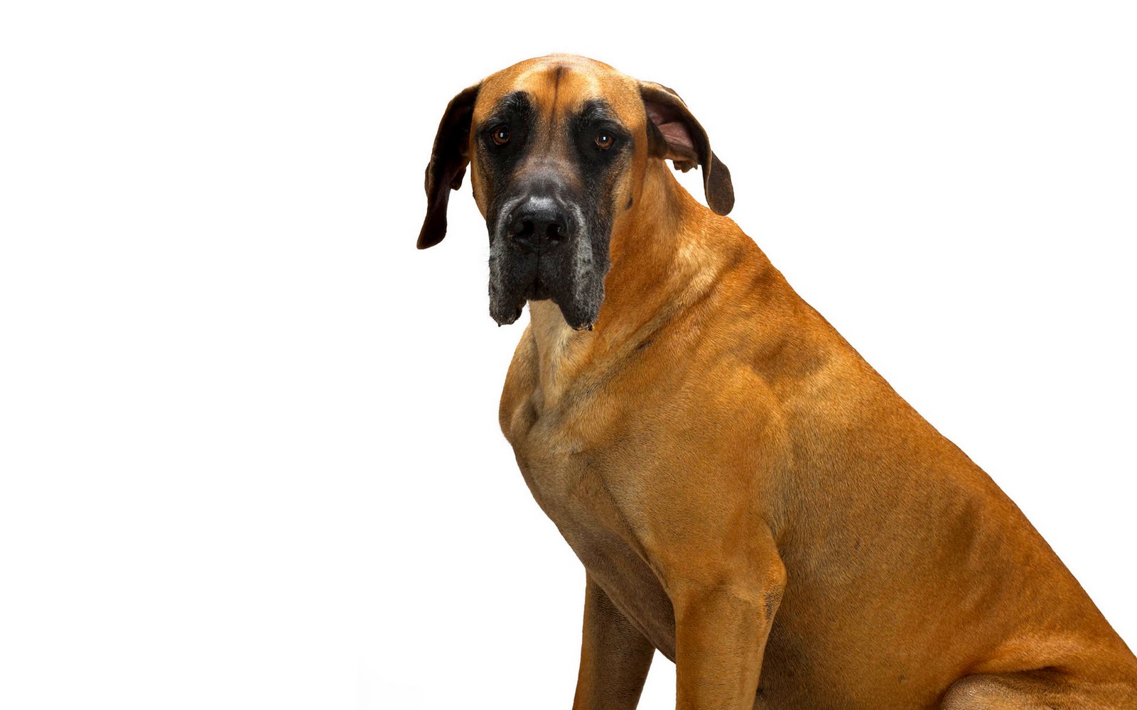 LOS ANIMALES DE NUESTRA VIDA: PERRITOS