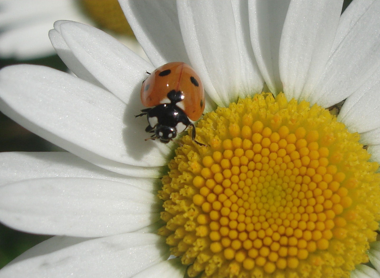 Mirando muy de cerca los insectos de mi jardín (24 fotos)