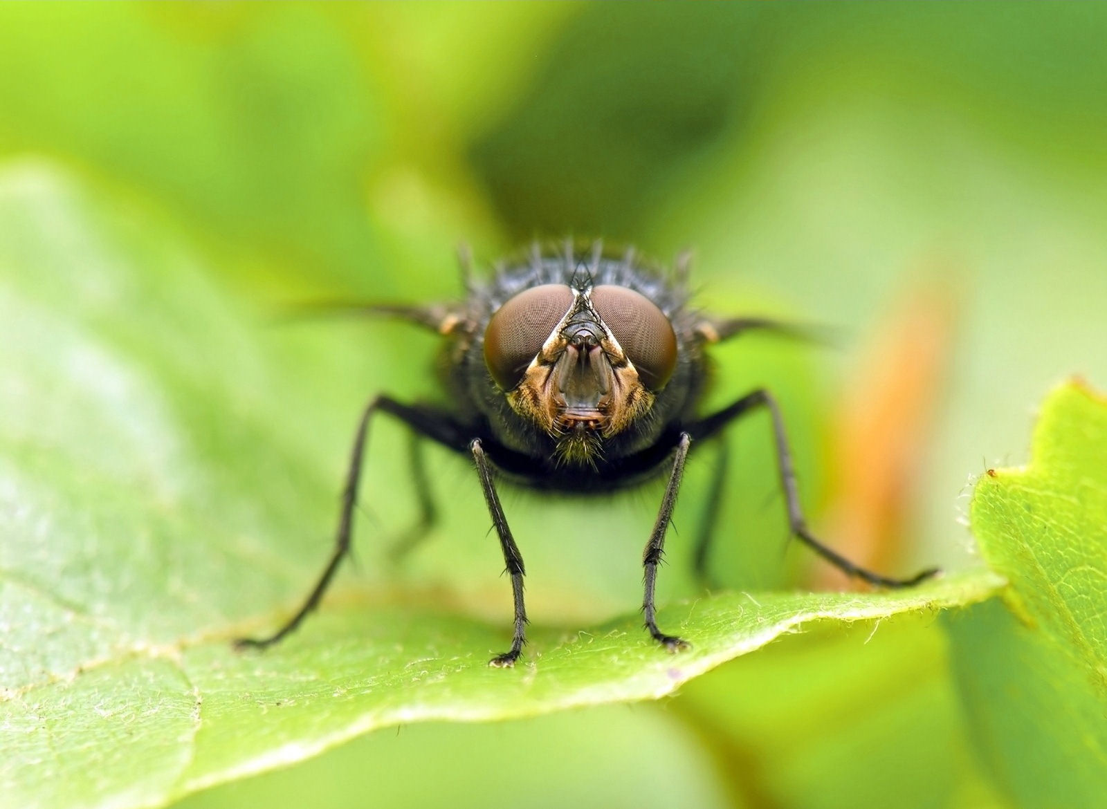 Mirando muy de cerca los insectos de mi jardín (24 fotos) | Banco ...